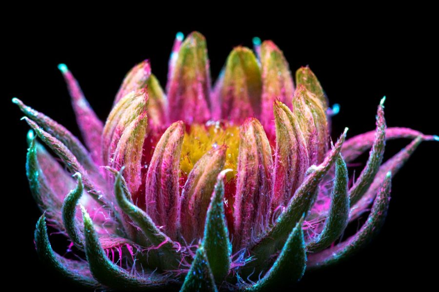 Photographer Reveals the Unexpected Fluorescence of Flowers Using UV ...